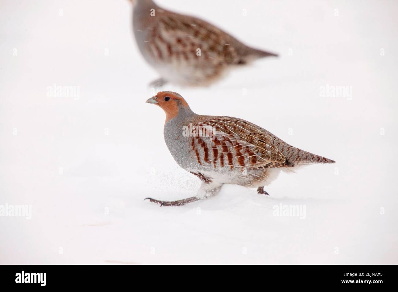 Flying partridge hi-res stock photography and images - Alamy