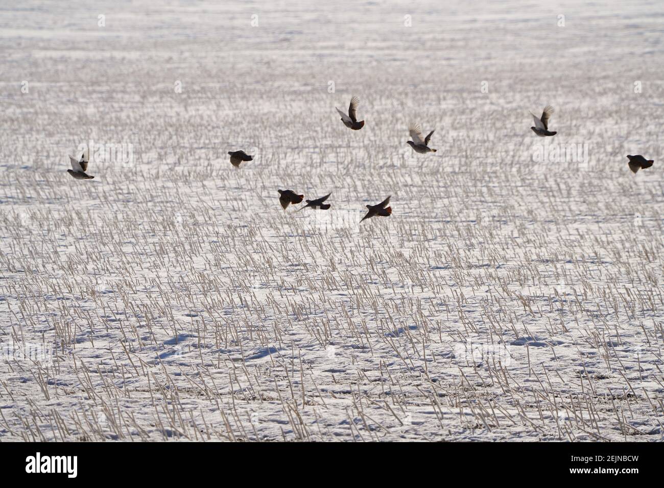 Grey partridge flight hi-res stock photography and images - Alamy
