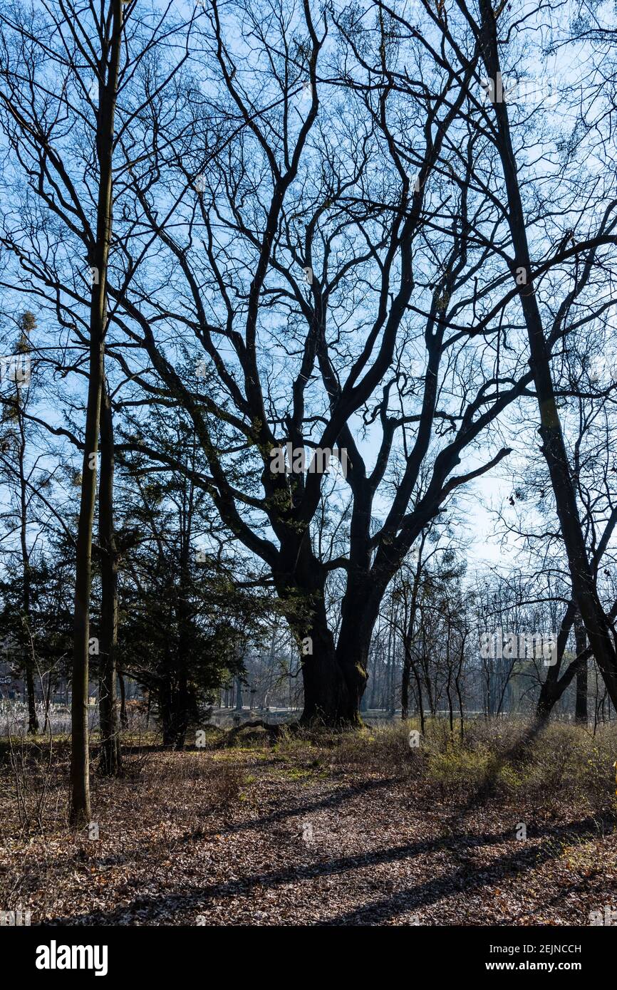 Thick tree in park near park in small park Stock Photo - Alamy