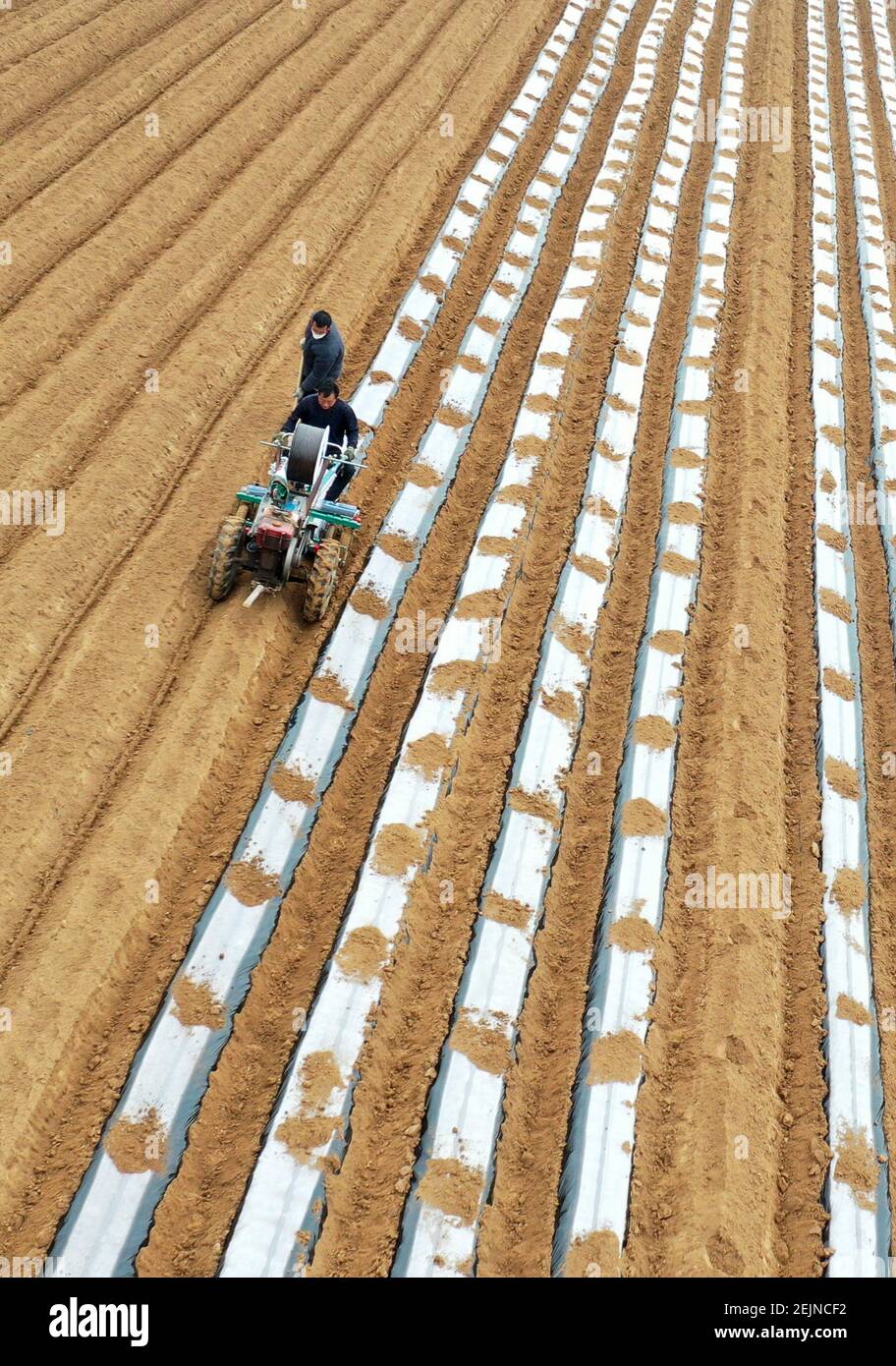 An aerial view of a tractor ploughing farmland and preading potato ...