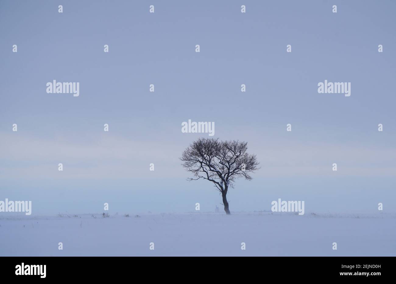 Saskatchewan plains winter extreme cold prairie scenic Stock Photo - Alamy