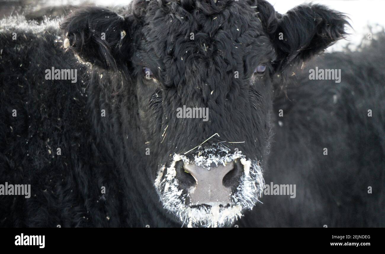 Cattle in freezing blizzard canditions Saskatchewan Canada Stock Photo ...