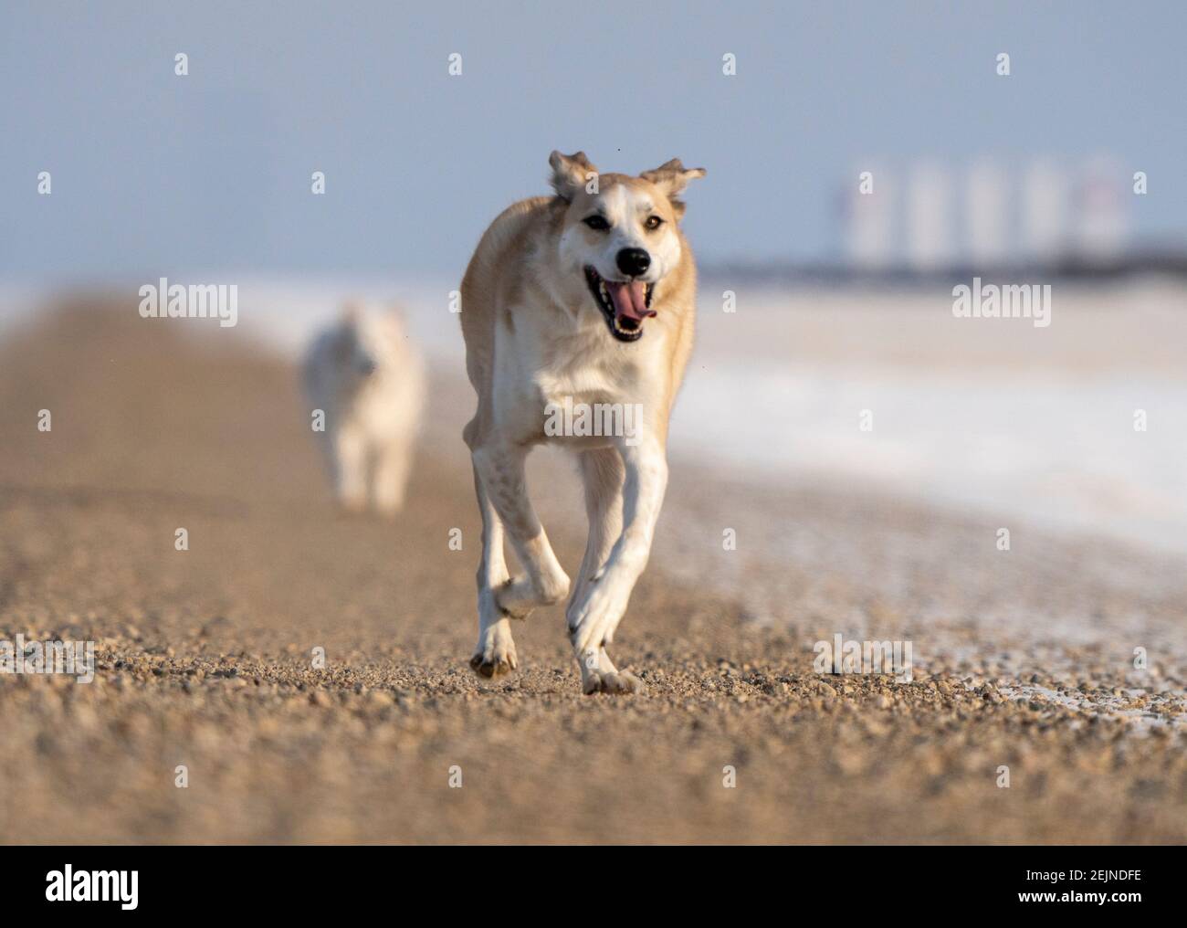 Dog running in the road hi-res stock photography and images - Alamy