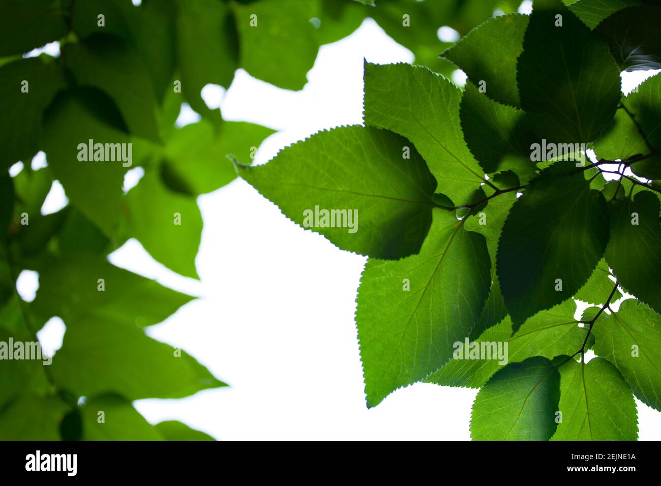 Isolated Backlit Leafs Green Foliage on white Background Nature ...