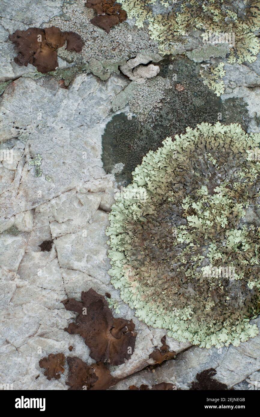 Moss and Lichen textures growing on grey rocks in Nature stylish ...