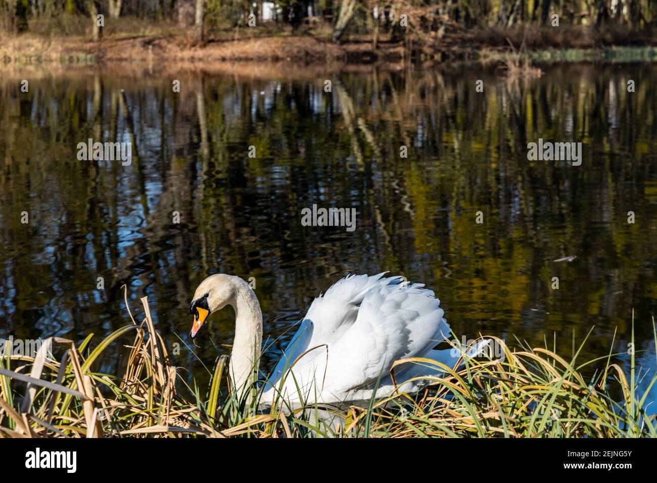 Old white swan hi-res stock photography and images - Alamy
