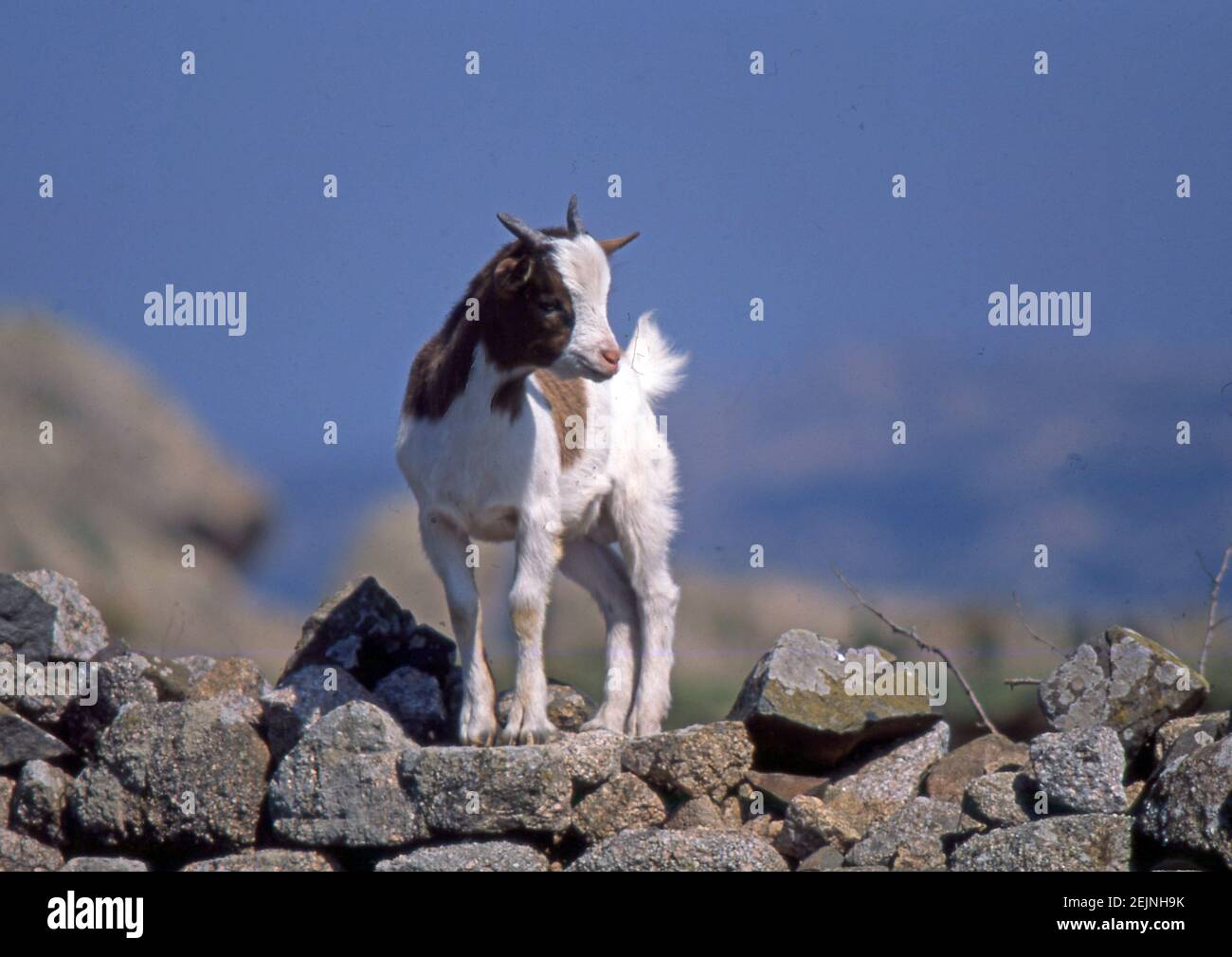 Tibetan goat hi-res stock photography and images - Alamy