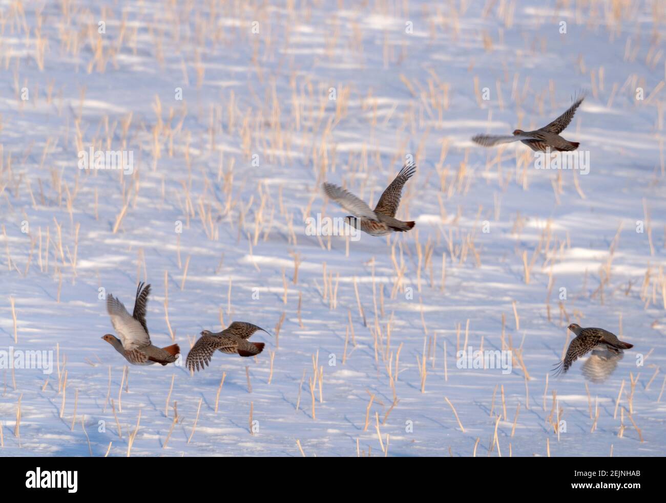 Grey partridge flight hi-res stock photography and images - Alamy
