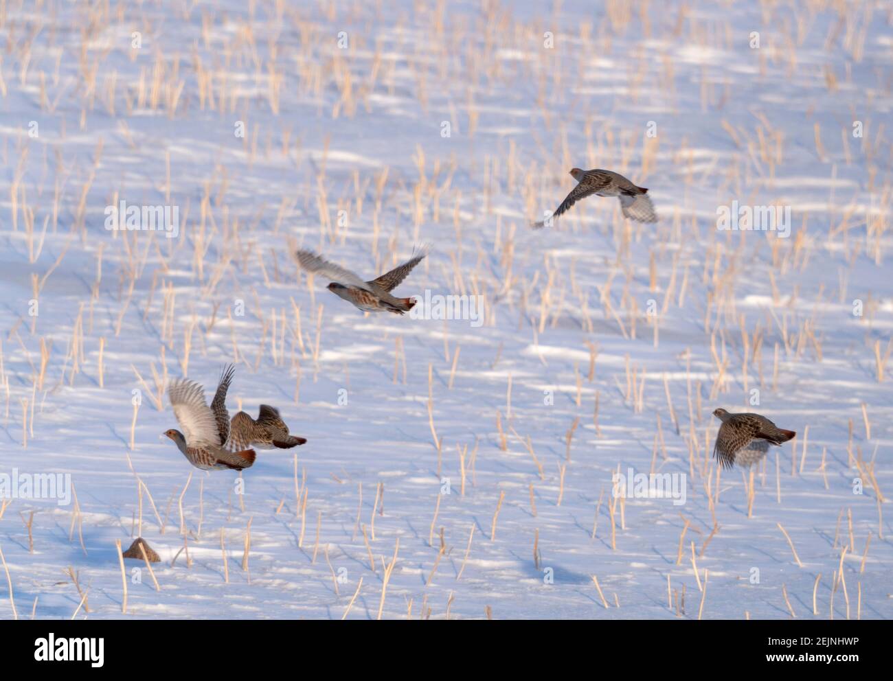 Partridge flying white hi-res stock photography and images - Alamy