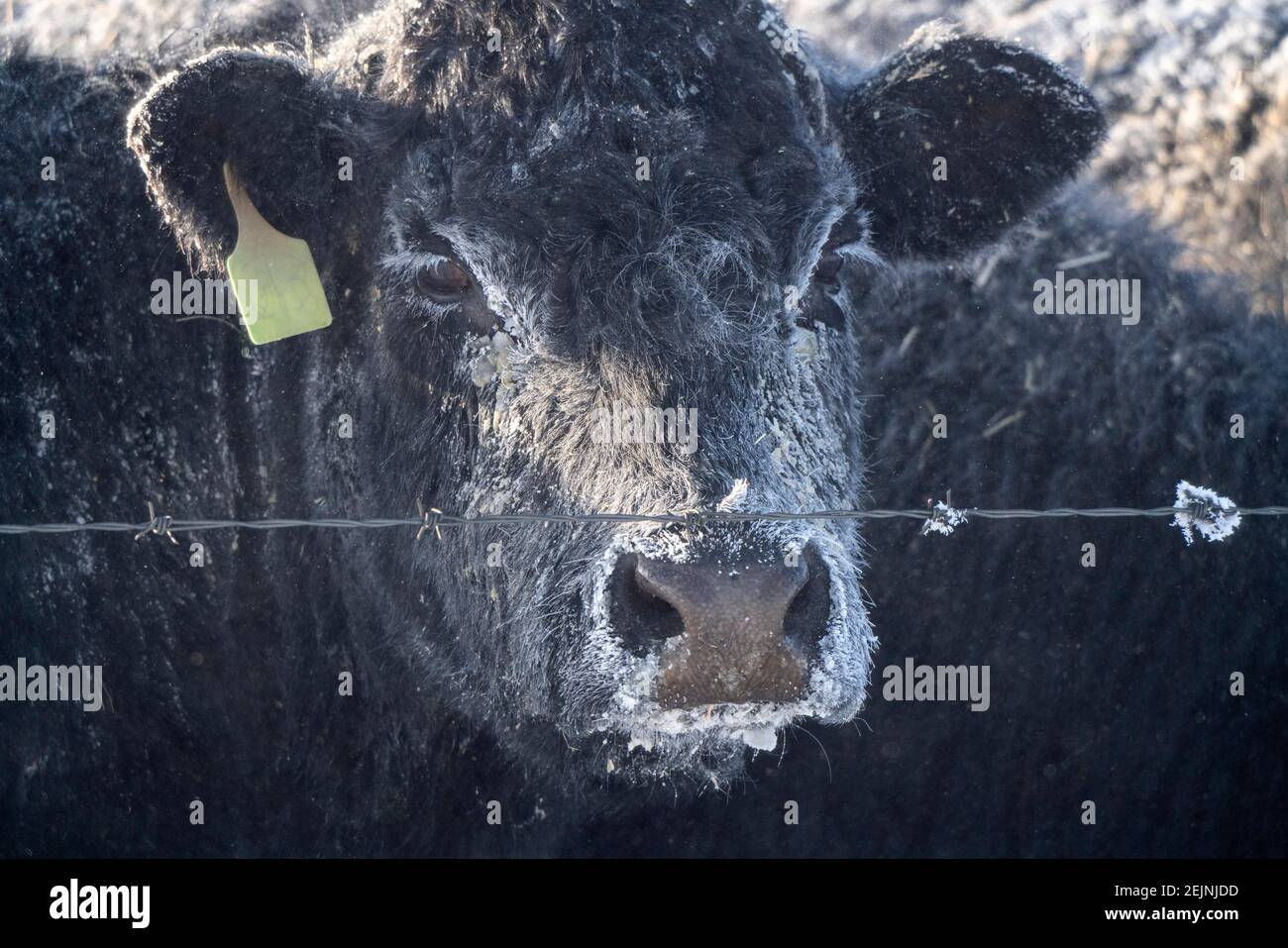 Cattle blizzard hi-res stock photography and images - Alamy