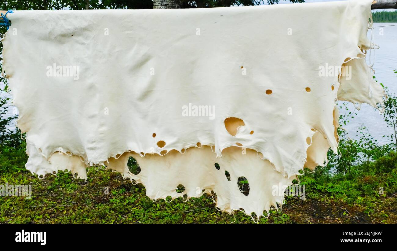 Drying moosehide hi-res stock photography and images - Alamy
