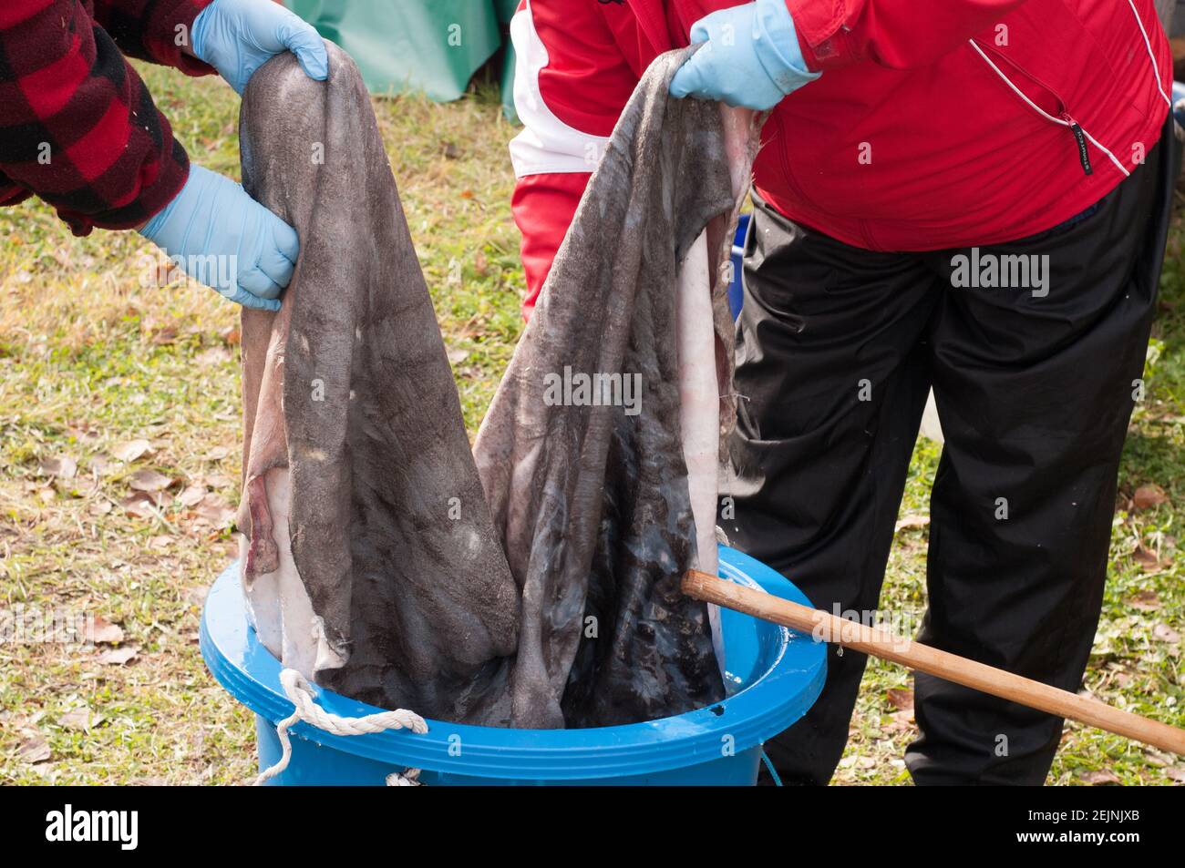 Traditional indigenous activities canada hi-res stock photography and ...