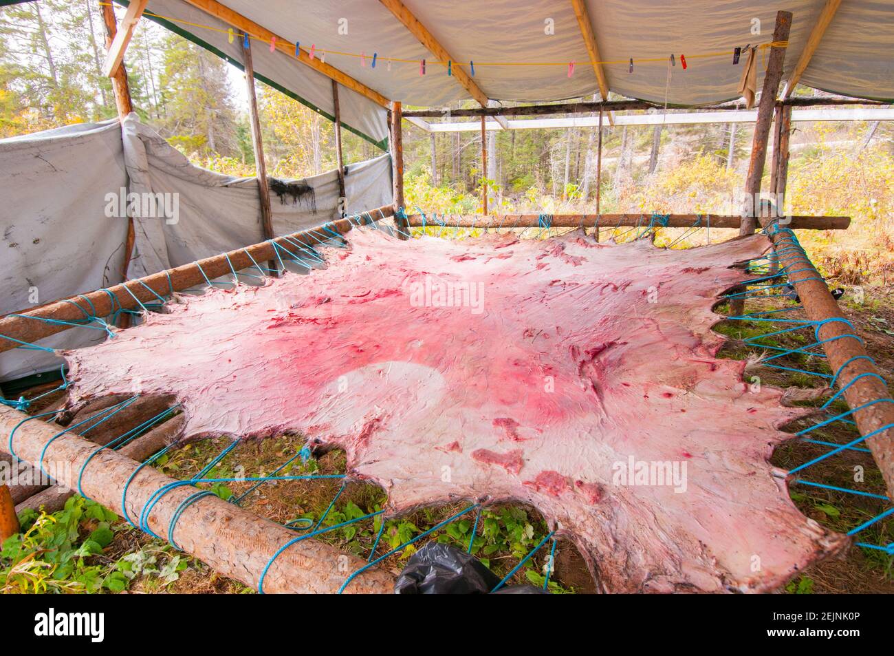 Skinning Moosehide High Resolution Stock Photography and Images - Alamy