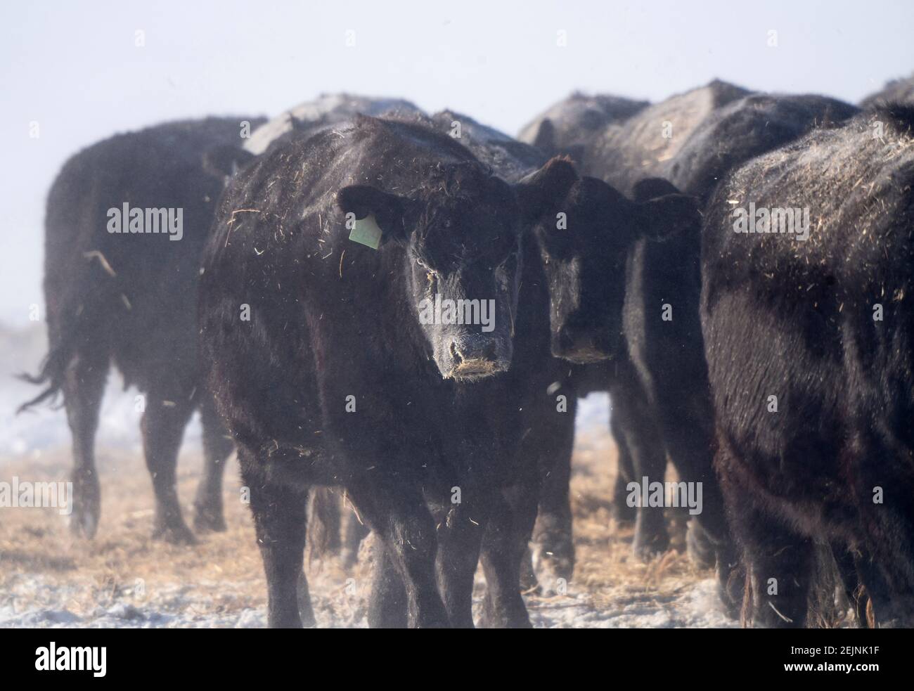 Cattle blizzard hi-res stock photography and images - Alamy