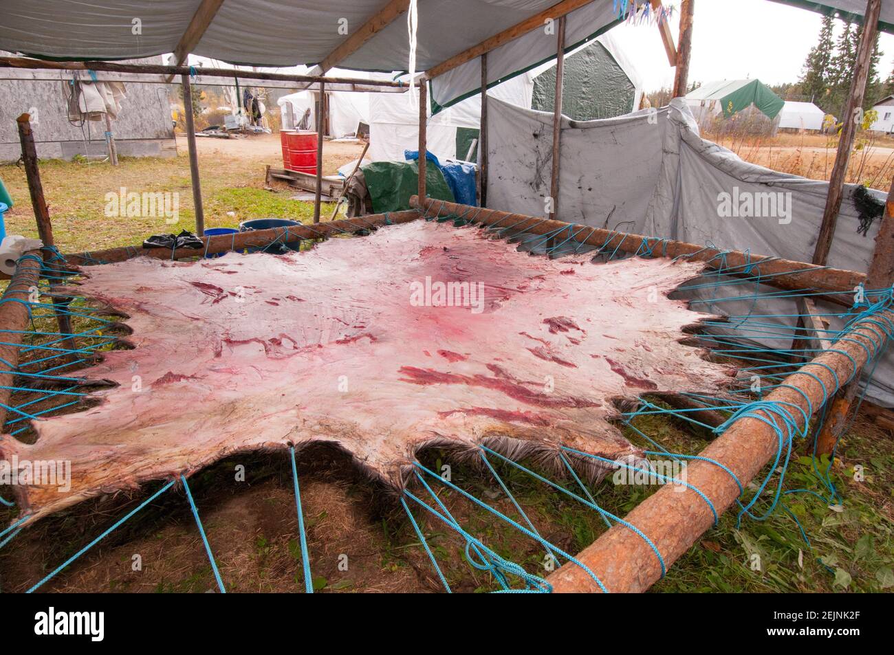 Skinning moosehide hi-res stock photography and images - Alamy