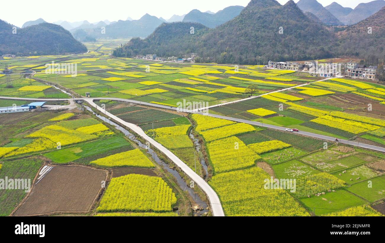 Guizhou,CHINA-As the temperature rises in early spring, rape flowers ...