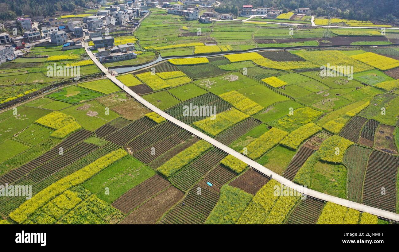 Guizhou,CHINA-As the temperature rises in early spring, rape flowers ...