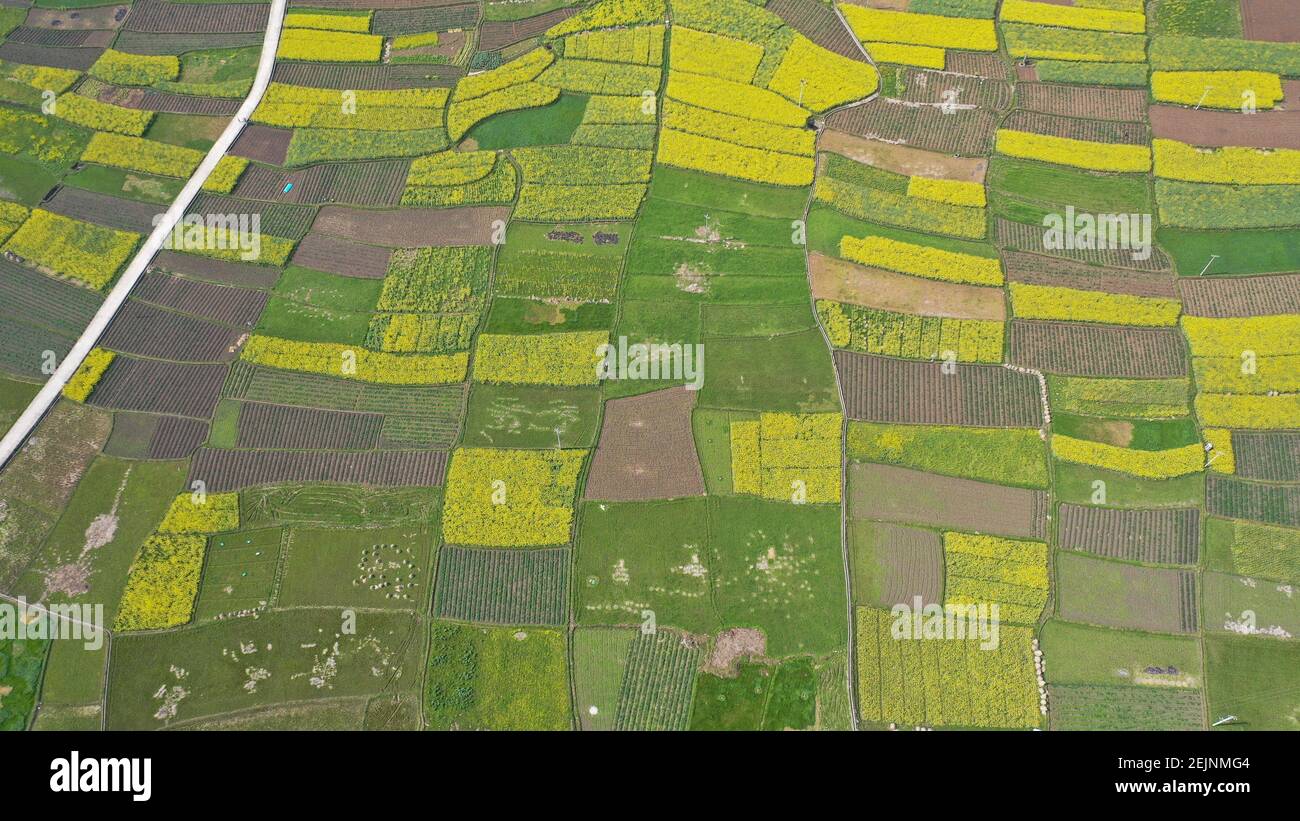 Guizhou,CHINA-As the temperature rises in early spring, rape flowers ...