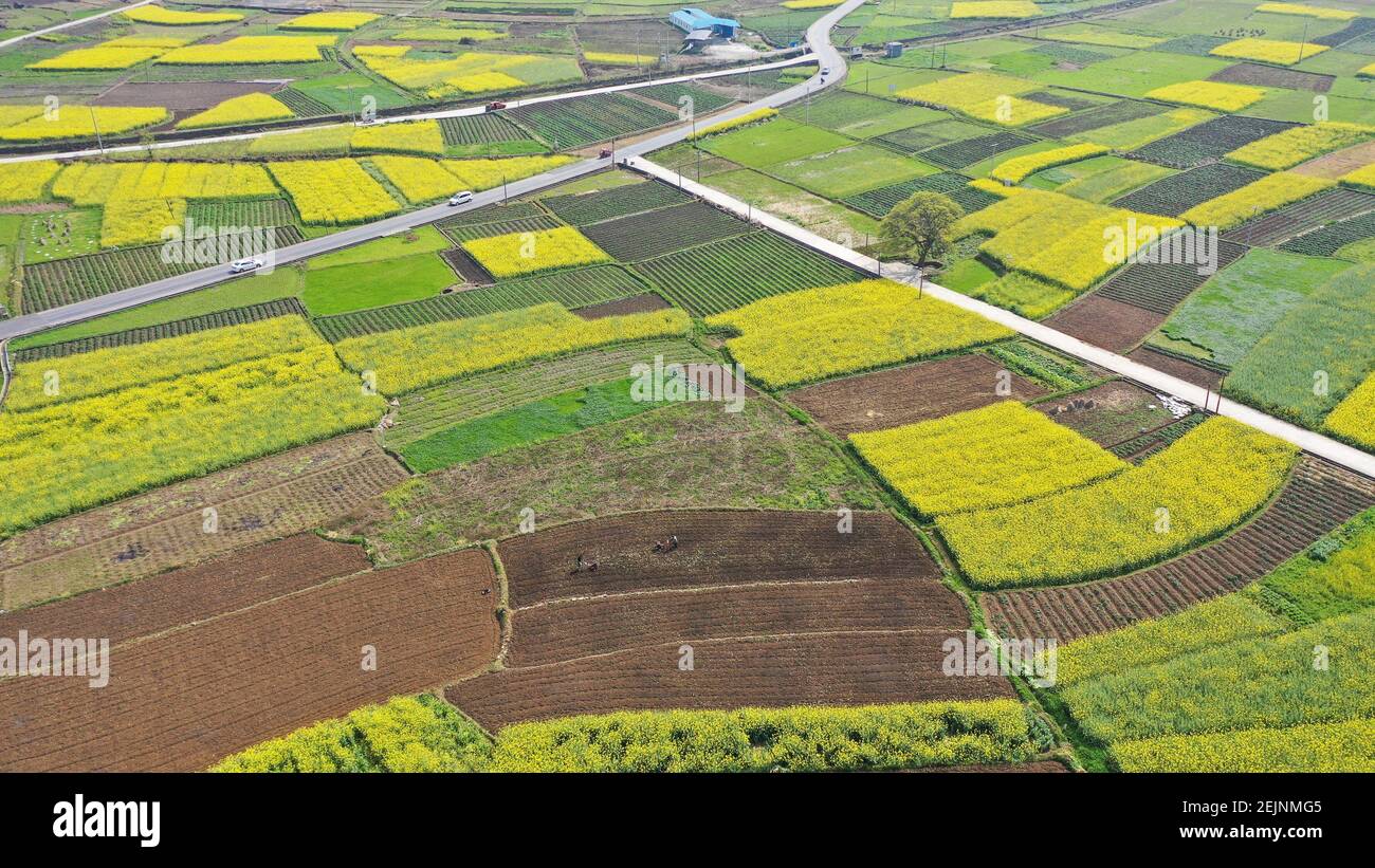 Guizhou,CHINA-As the temperature rises in early spring, rape flowers ...