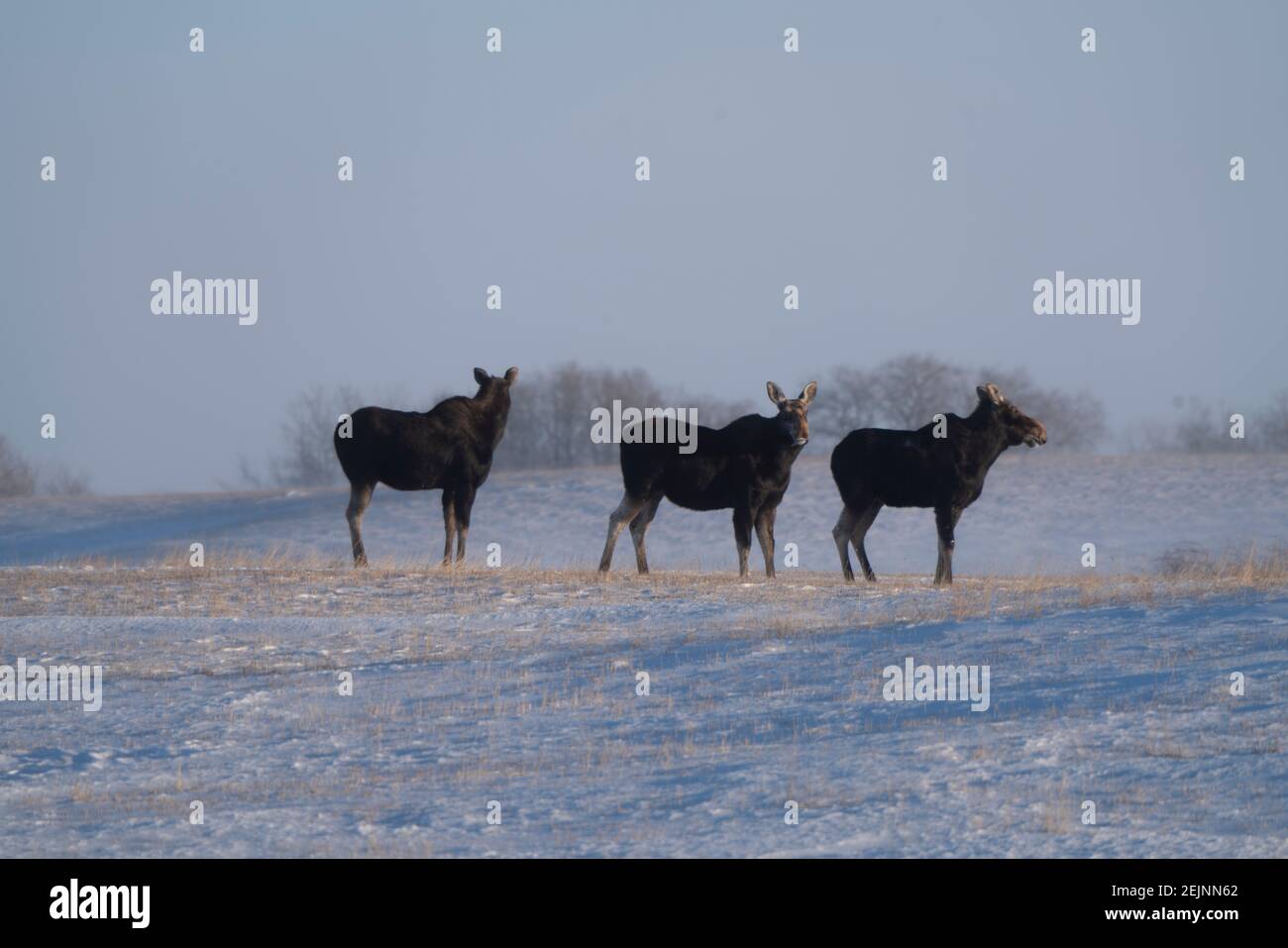 Major snow storm hi-res stock photography and images - Alamy