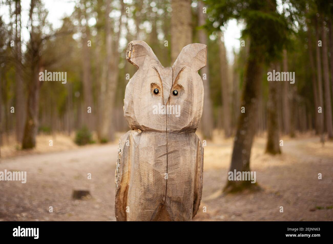 Chainsaw Wood Art Carved Animal Owl in a Pine Wood Forest with many log ...