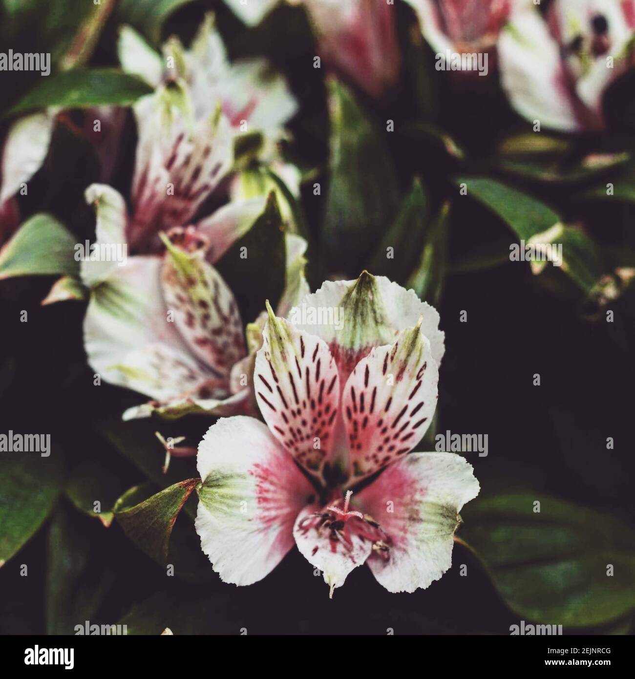 Closeup shot of beautiful Lily of the Incas flowers in blossom Stock ...