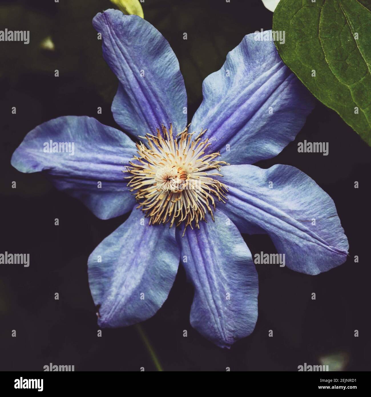 Closeup top view of an beautiful blue Clematis flower in blossom Stock ...