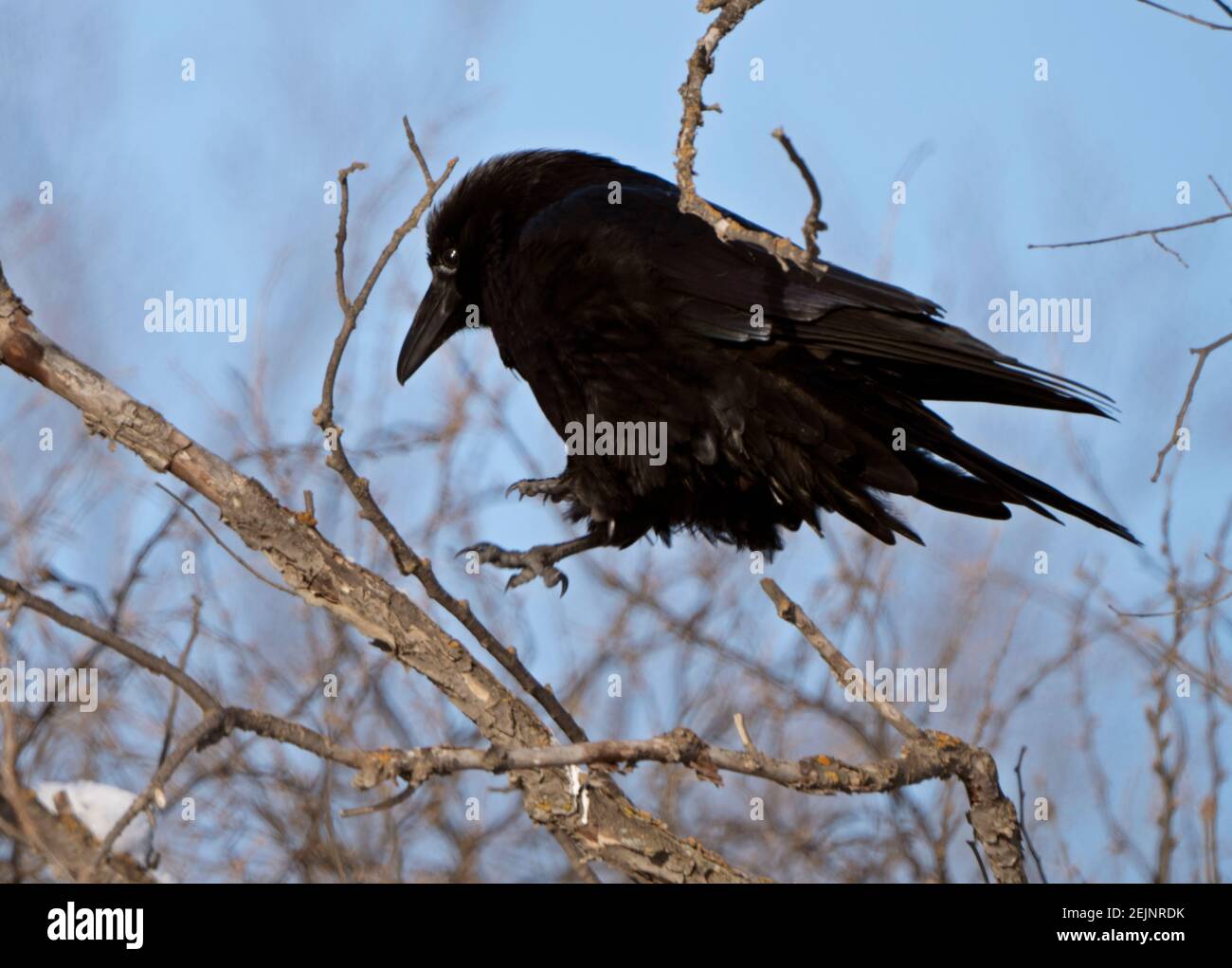 Raven on a tree hi-res stock photography and images - Alamy
