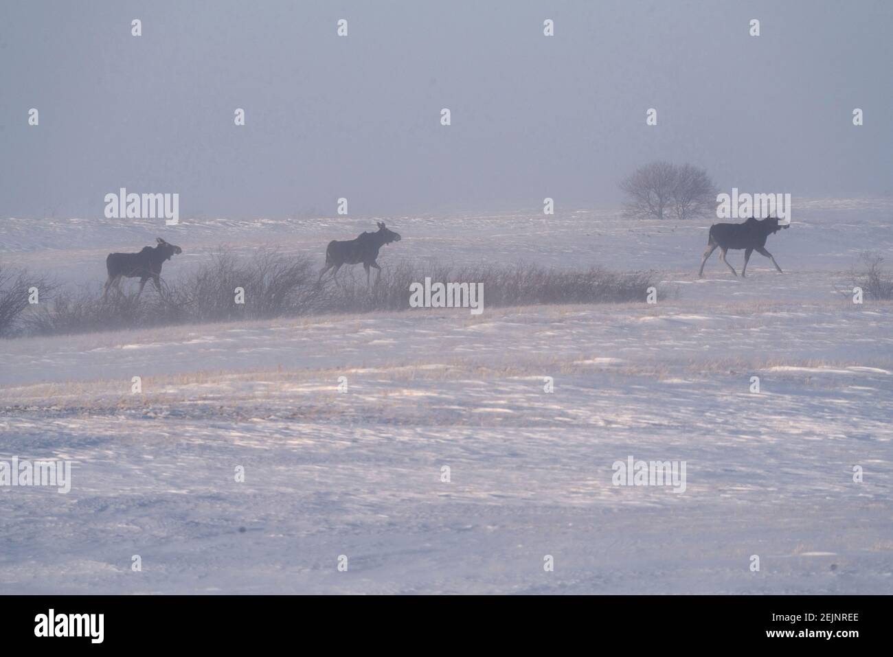 Major snow storm hi-res stock photography and images - Alamy