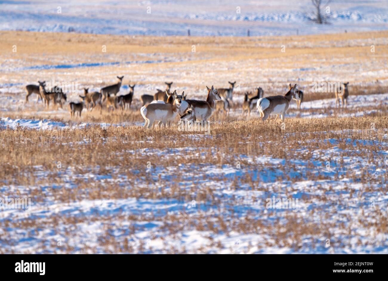 Sasktchewan Canada Deer in extreme cold temperatures Stock Photo - Alamy