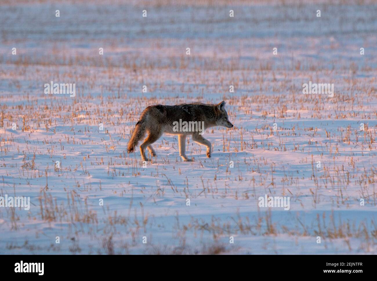 Coyote in a field Prairie Scene Saskatchewan Stock Photo - Alamy