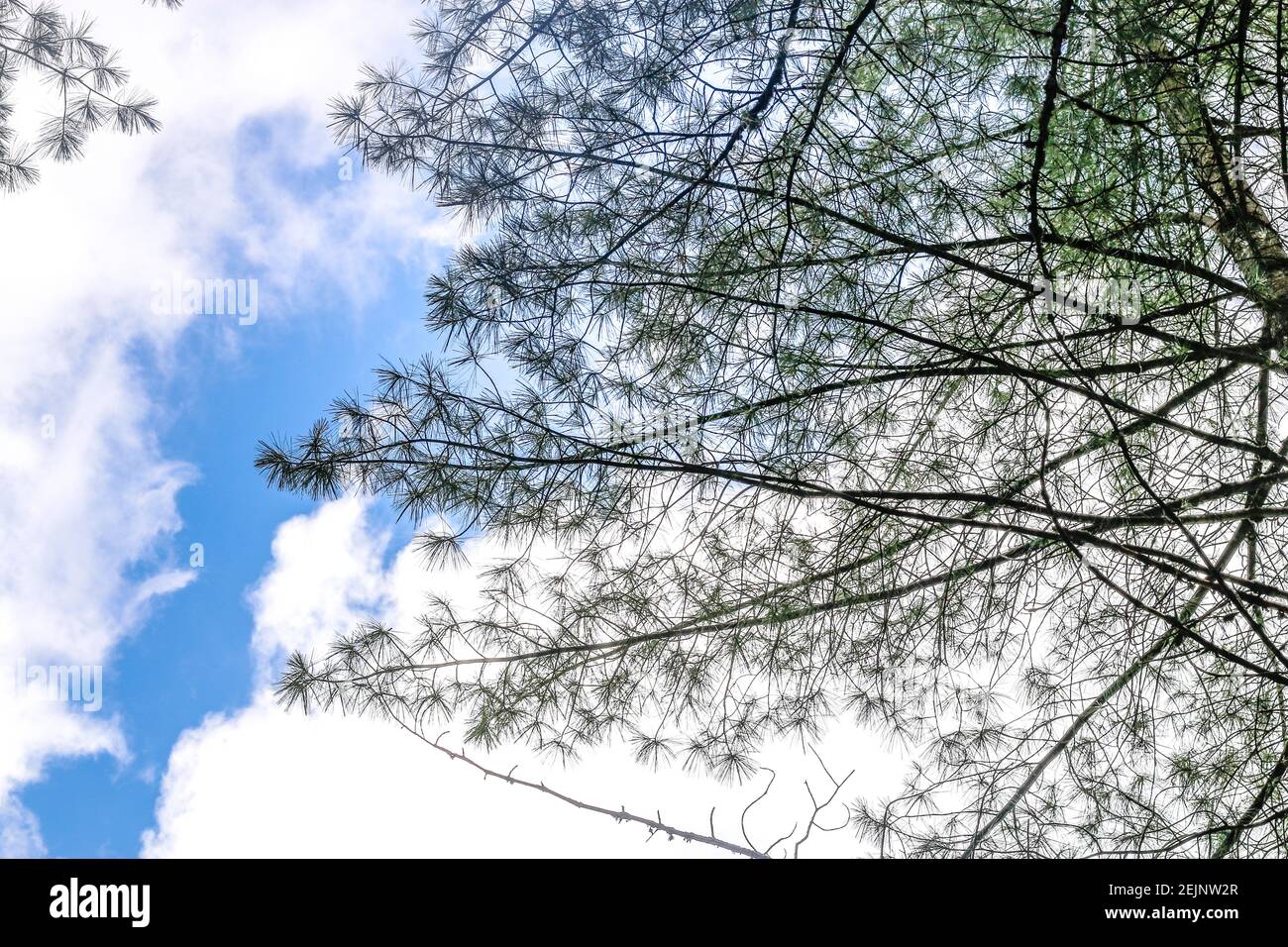 Low angle of a fir tree in Kumrat Valley in Pakistan under cloudy sky ...