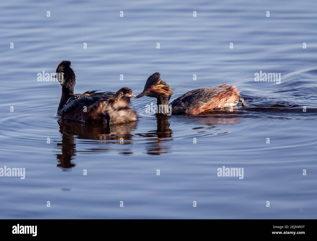 Eared Grebes in pond feeding young on back Stock Photo - Alamy