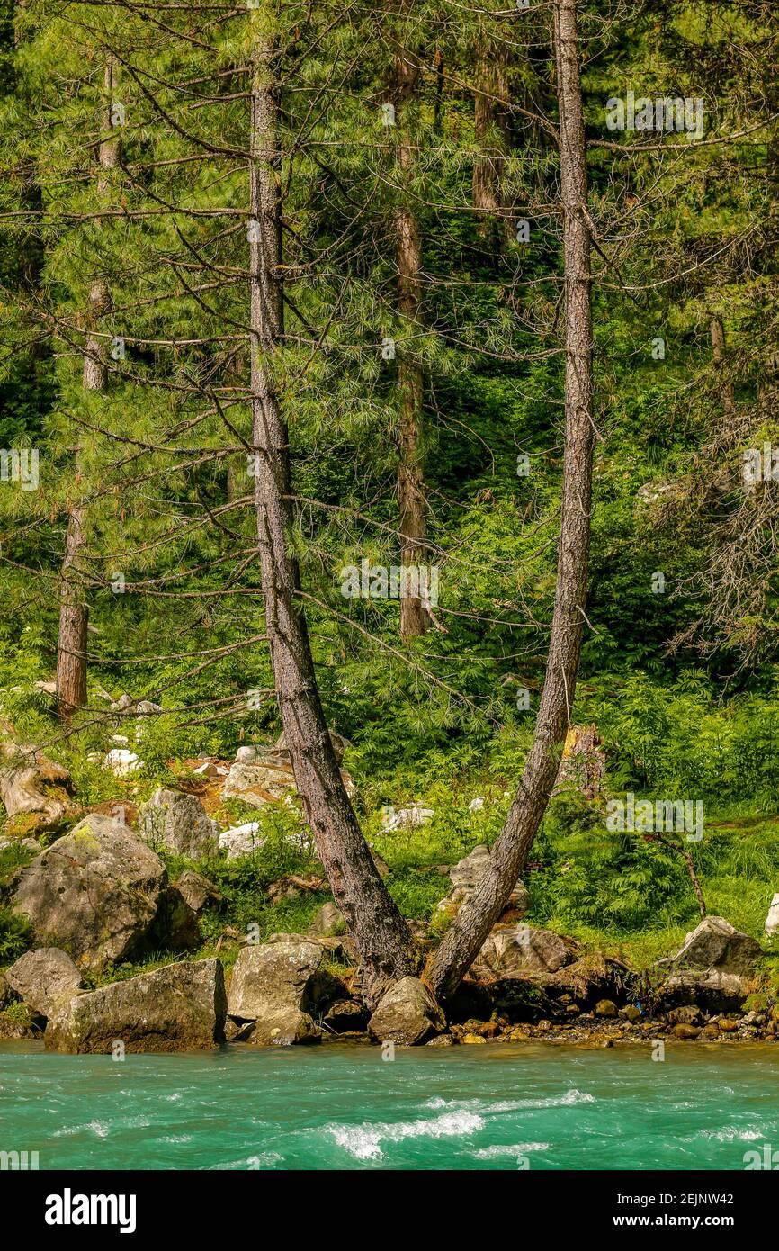 Natural view of pine trees on the riverside of Kumrat river in Pakistan ...