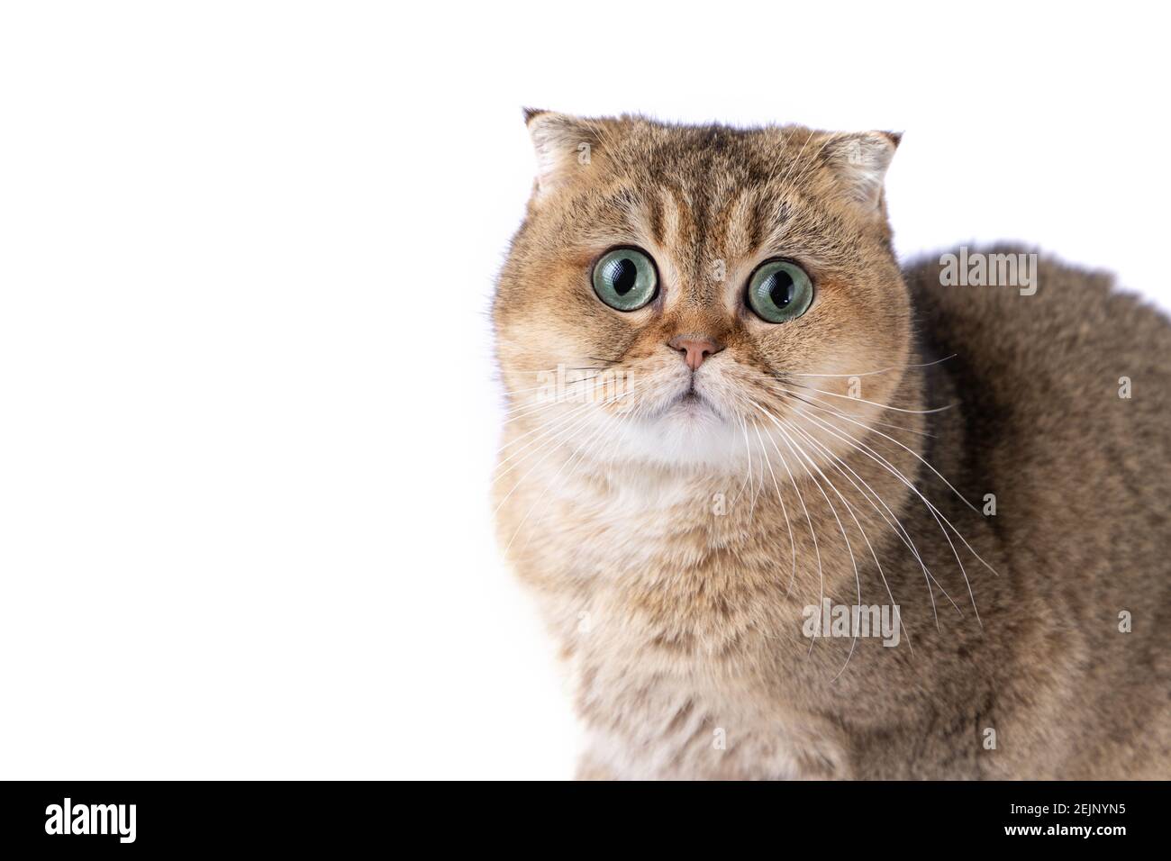 lovely fluffy golden scottish fold cat with green eyes on white ...