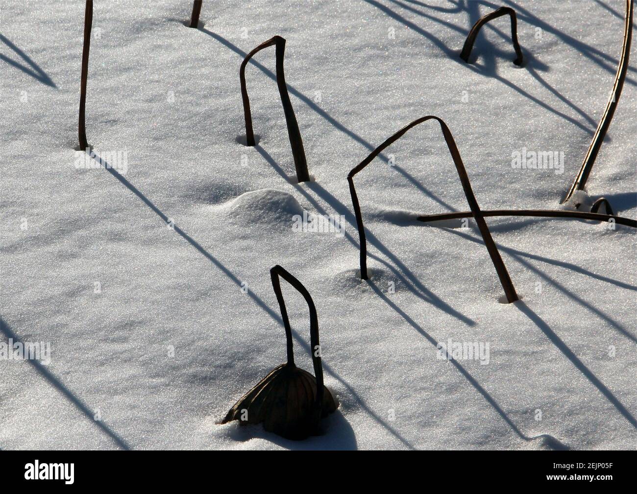 The view of withered lotus standing crookedly in snow in Qiqihar city ...