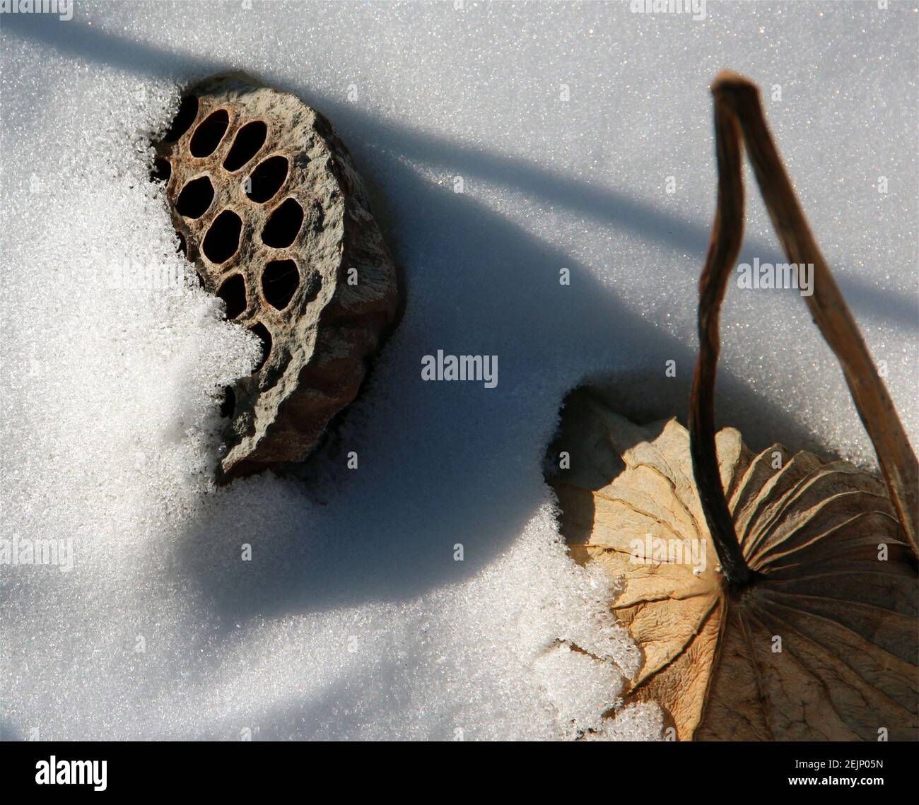 The view of withered lotus standing crookedly in snow in Qiqihar city ...
