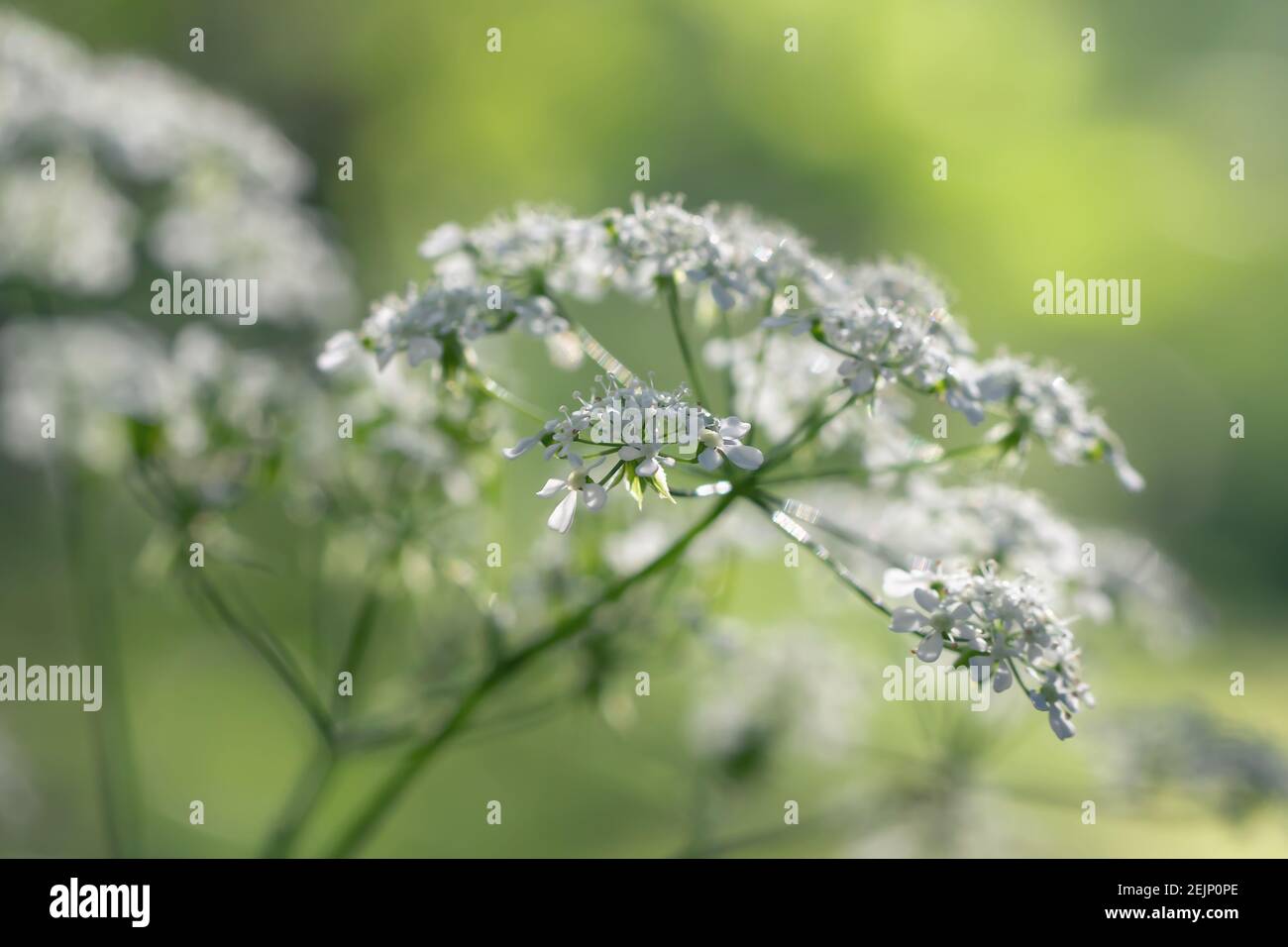 Umbellate High Resolution Stock Photography and Images - Alamy