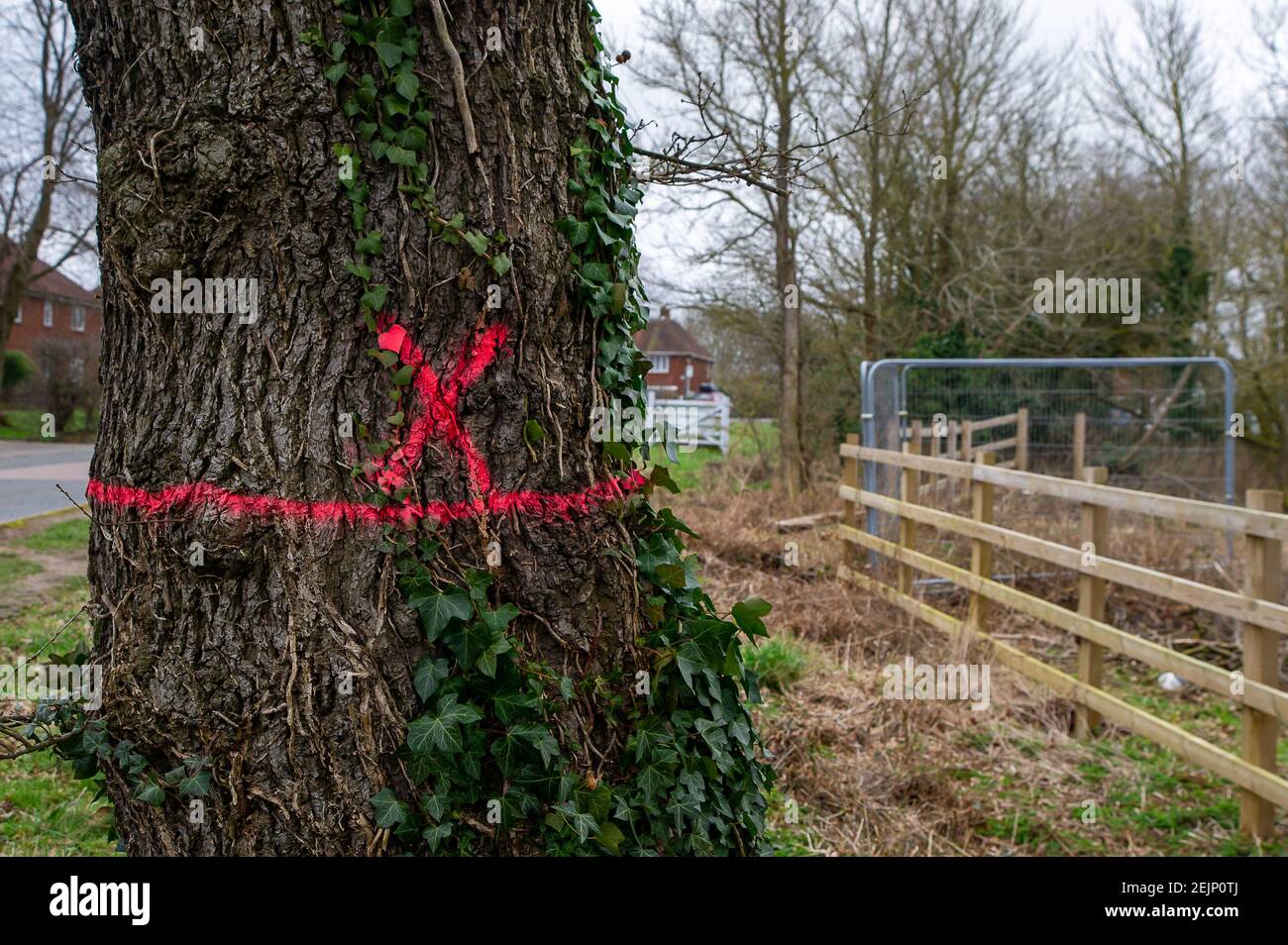 Calvert, Buckinghamshire, UK. 21 February, 2021. A beautiful oak tree ...