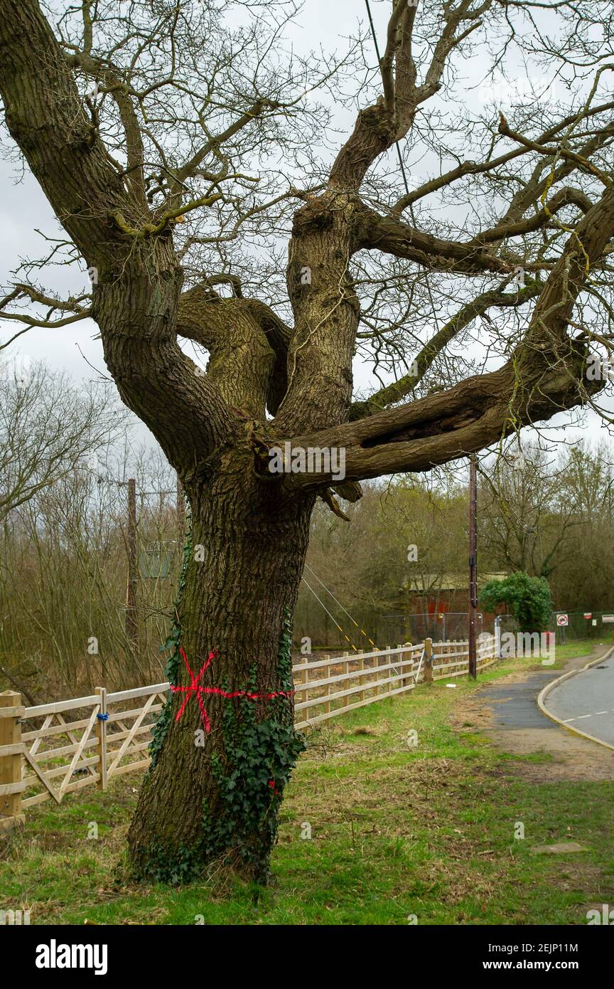 Calvert, Buckinghamshire, UK. 21 February, 2021. A beautiful oak tree ...