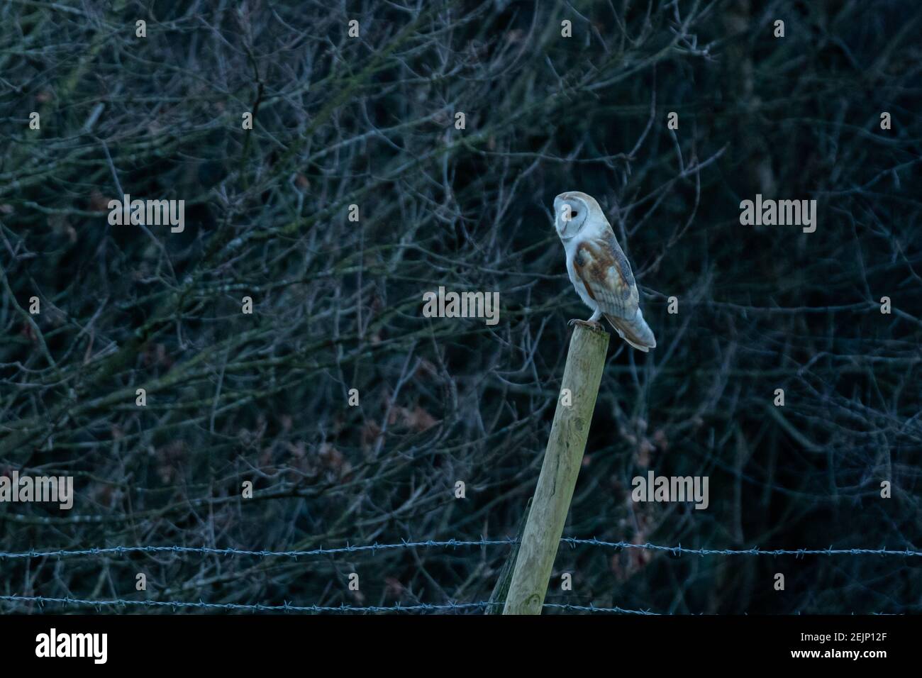 Barn owl negative space hi-res stock photography and images - Alamy