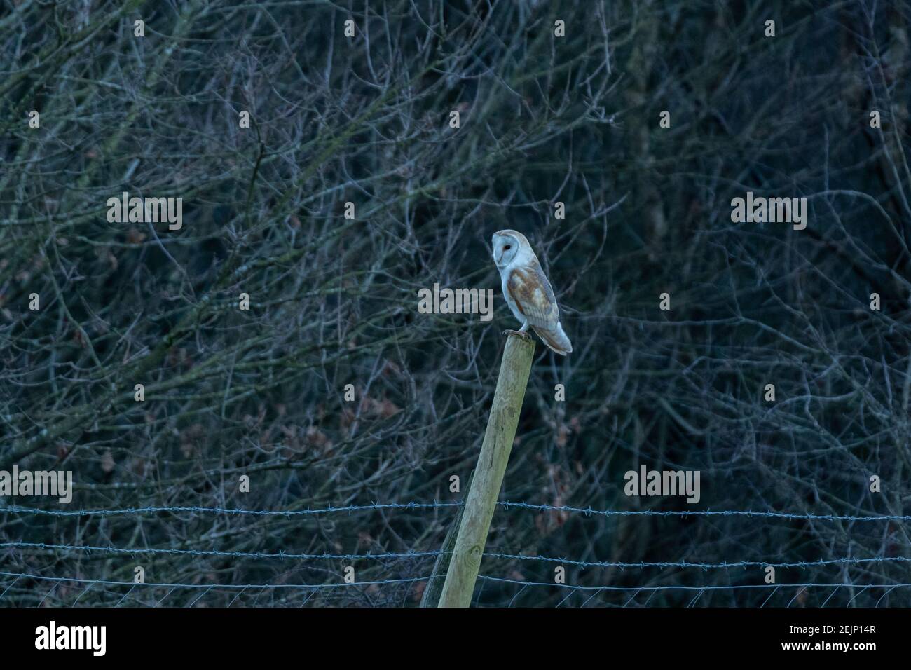 Barn owl on wooden fence post hi-res stock photography and images - Alamy