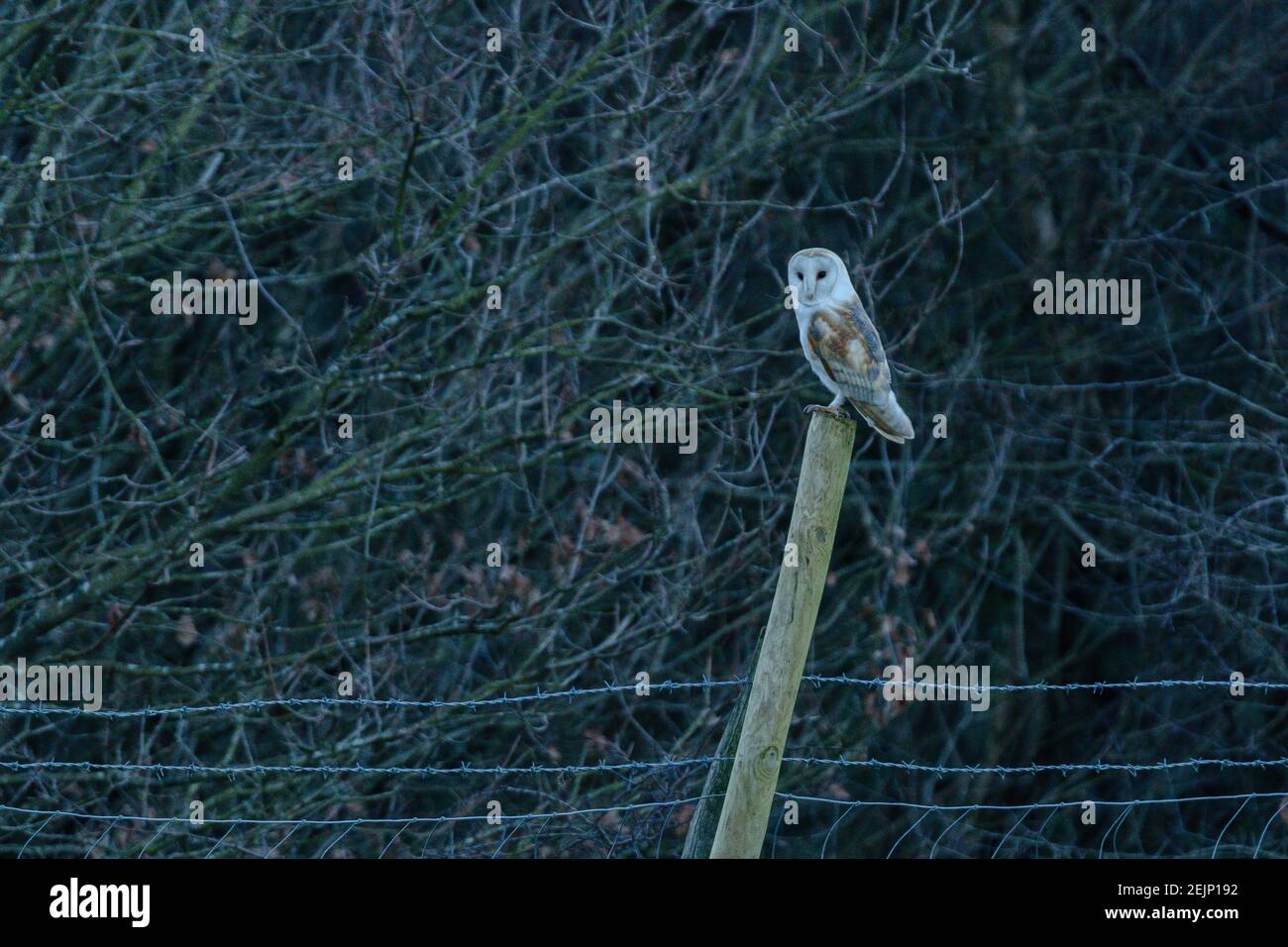 Barn owl negative space hi-res stock photography and images - Alamy