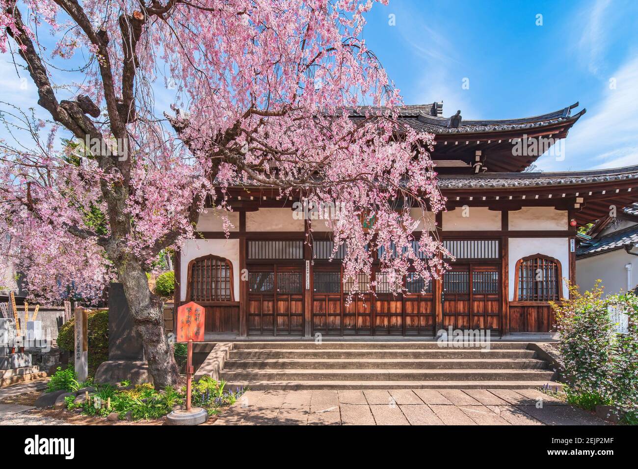 tokyo, japan - april 05 2020: Pink weeping cherry tree in the Buddist ...