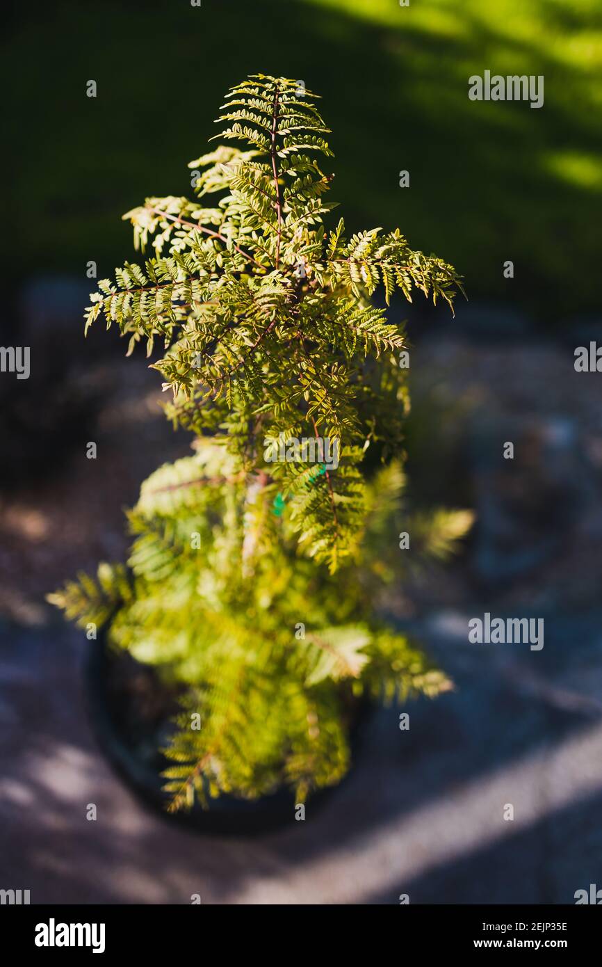 Jacaranda tree backyard hi-res stock photography and images - Alamy