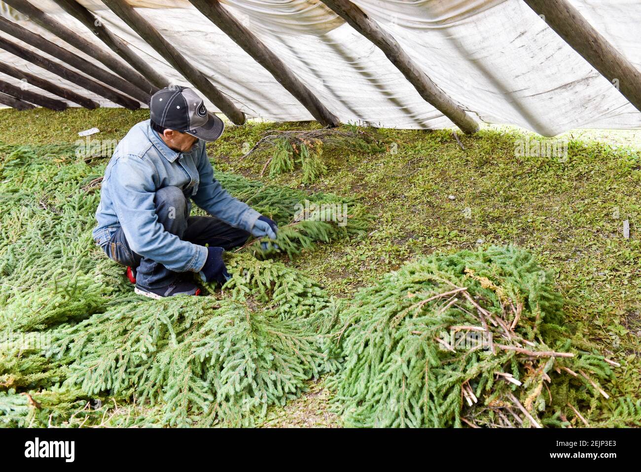 Native man covering teepee floor with spruce bows, Indigenous Canada ...