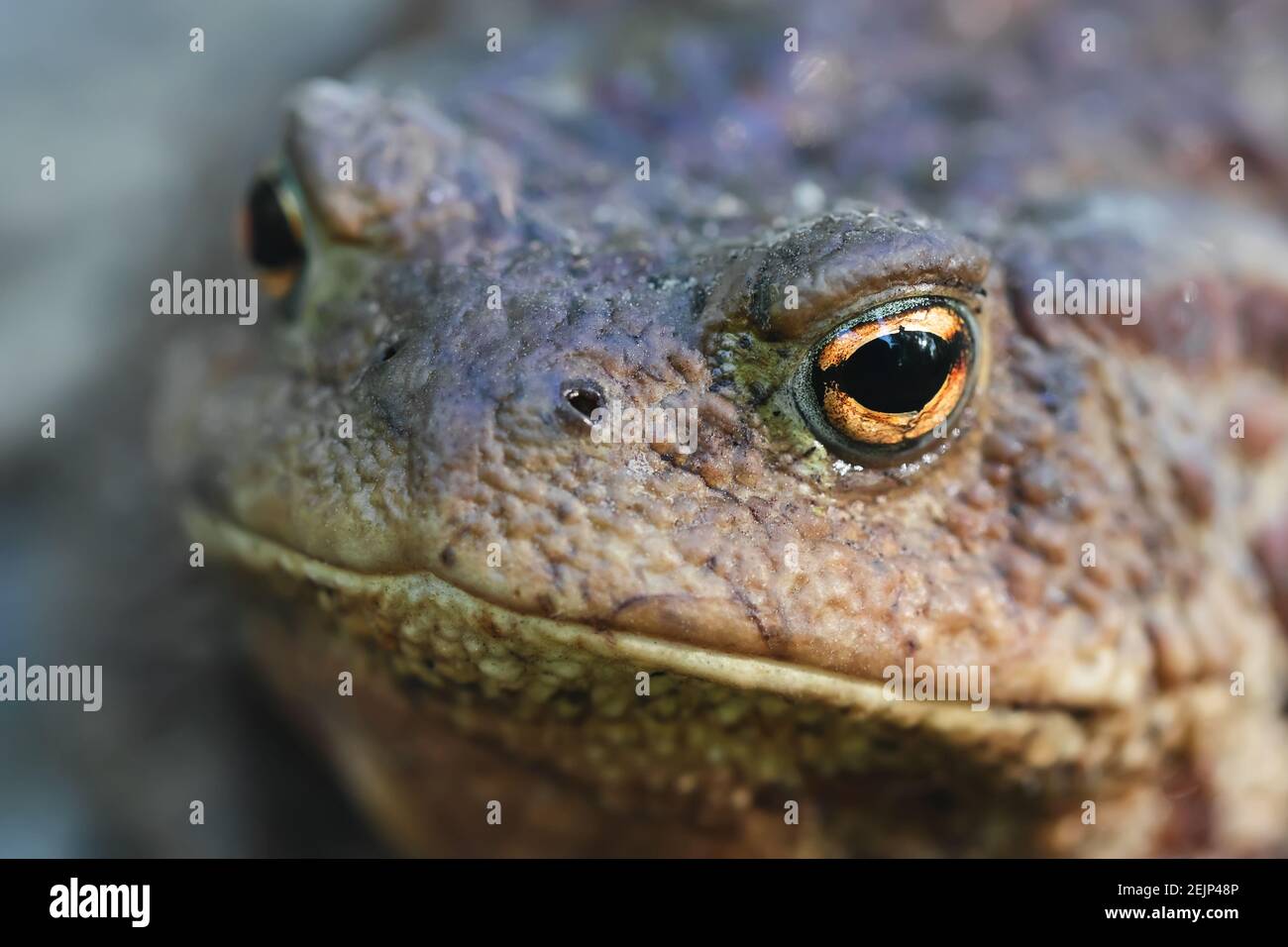 Toad face hi-res stock photography and images - Alamy