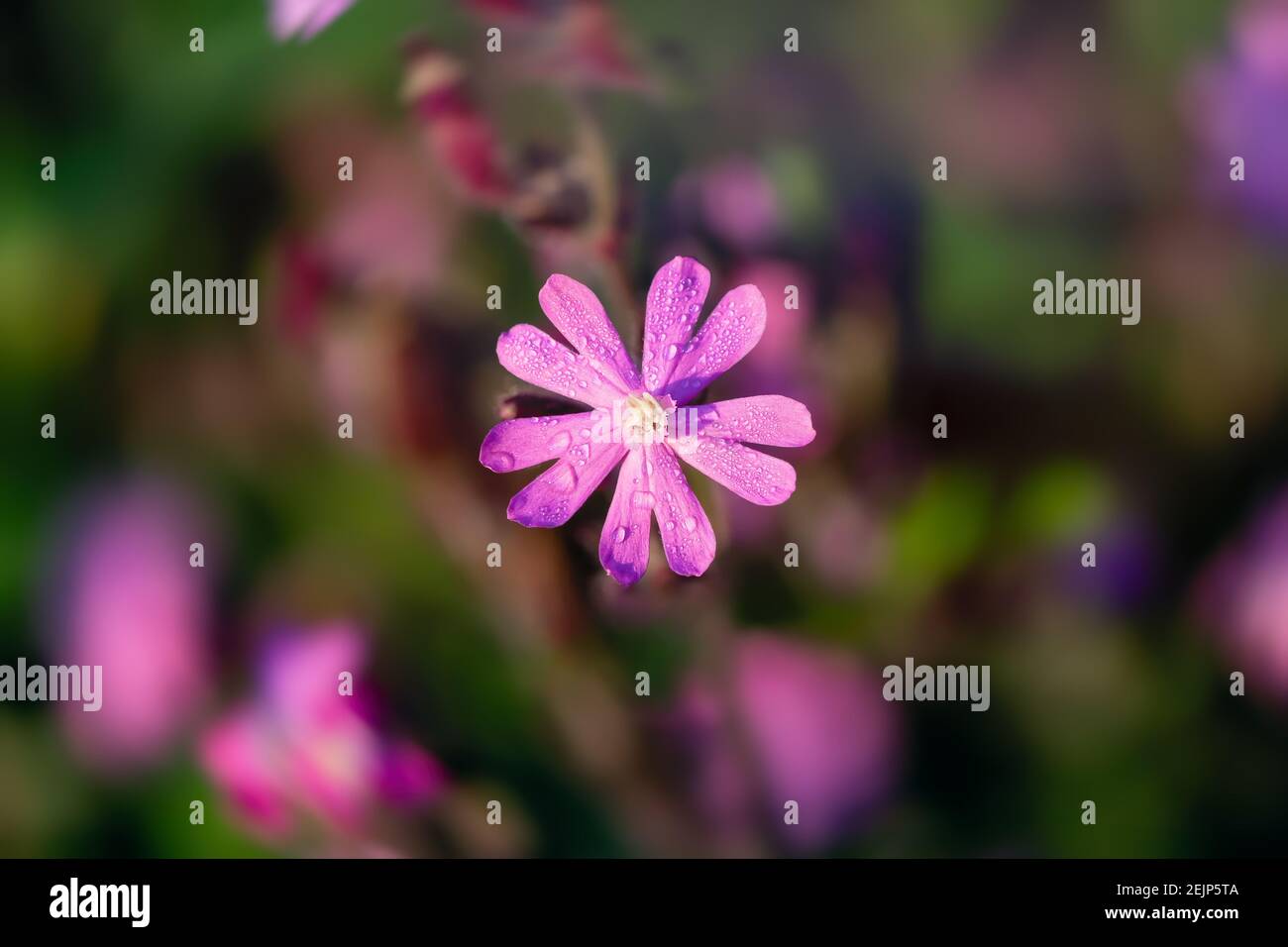 Flowers of a perennial plant Silene dioica known as Red campion or Red ...