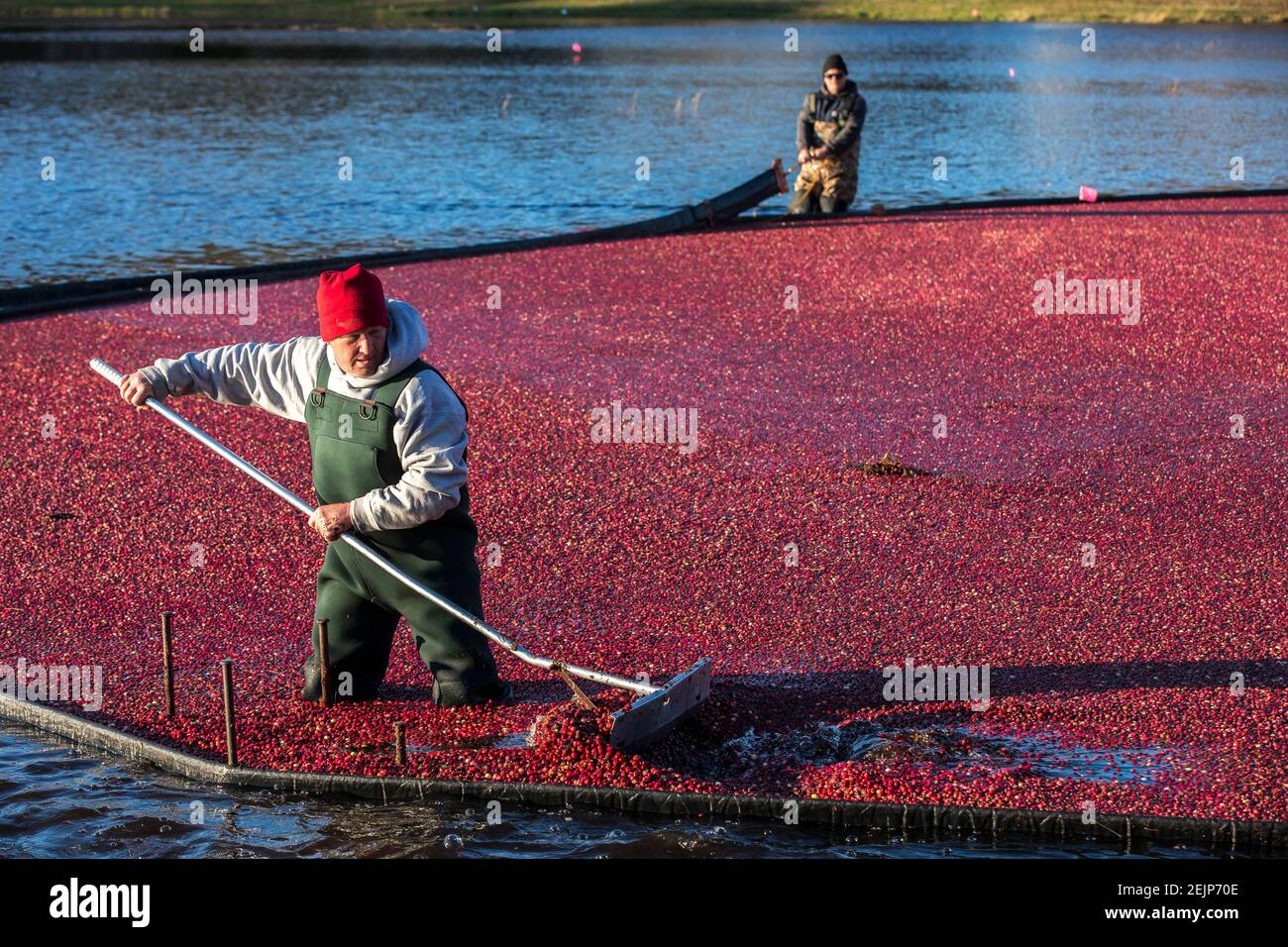 Workers rake cranberries toward a syphon that pulls them to a truck ...