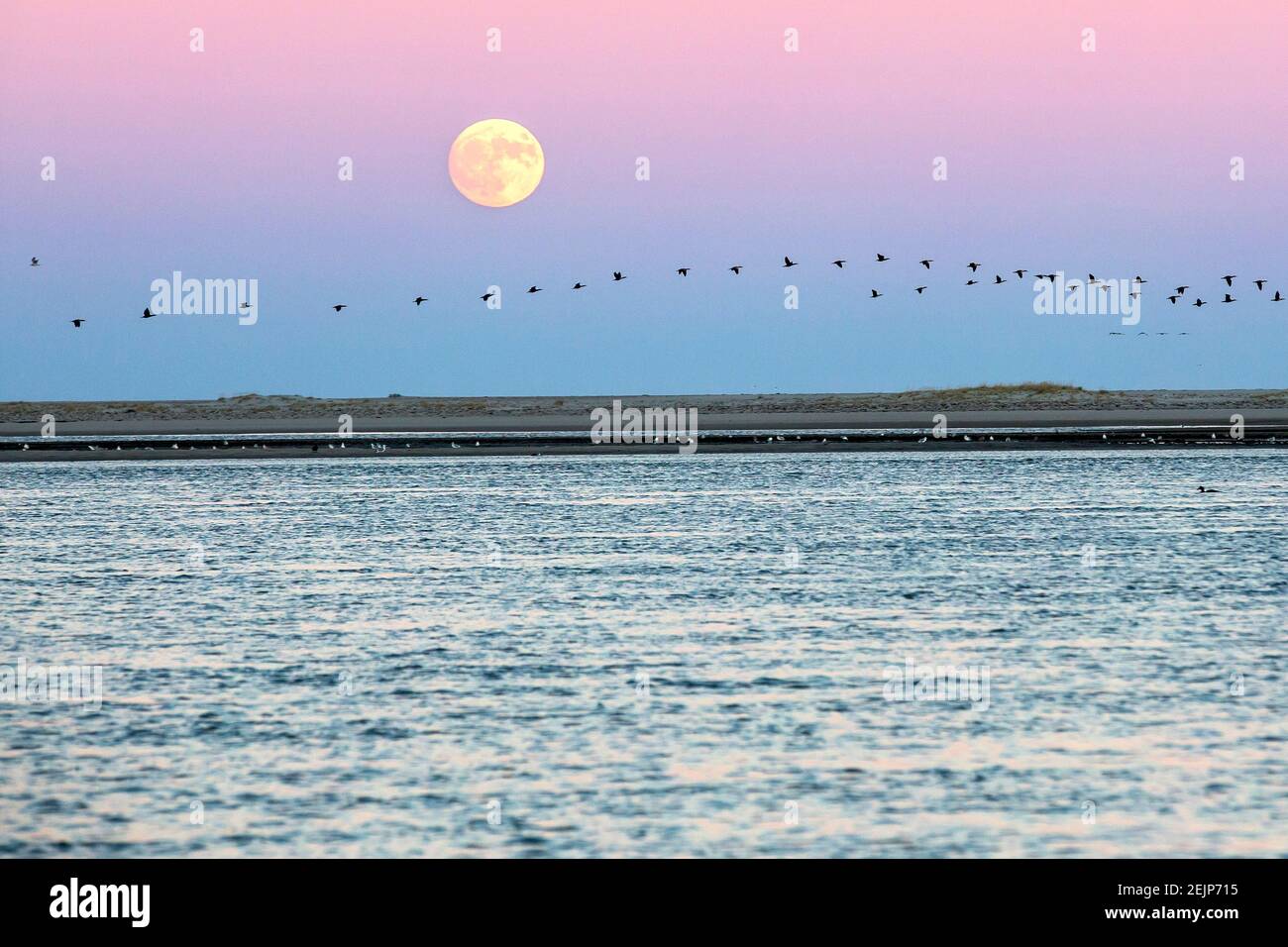 Cape cod water birds hi-res stock photography and images - Alamy
